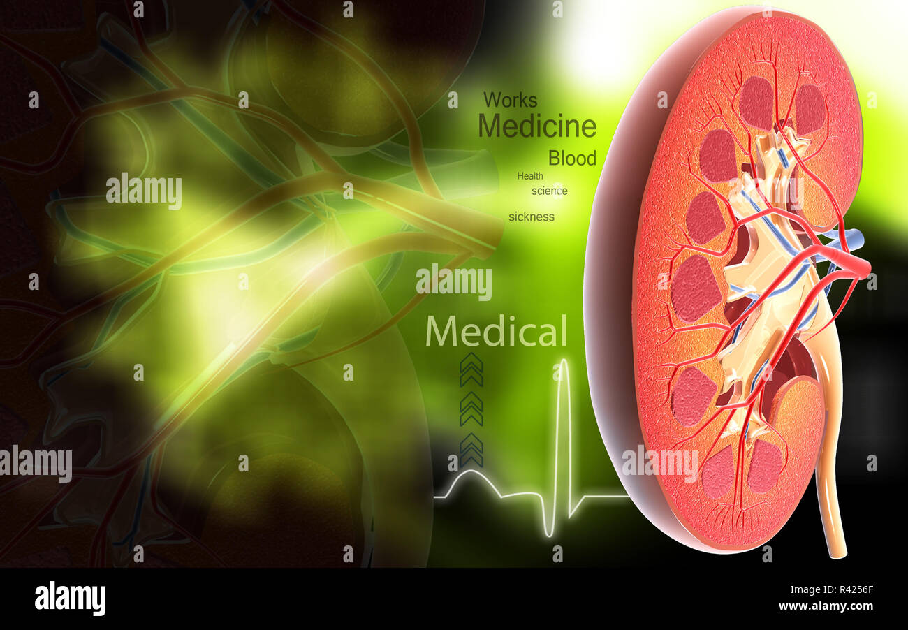 Kidney renal blood vessel anatomy hi-res stock photography and images ...