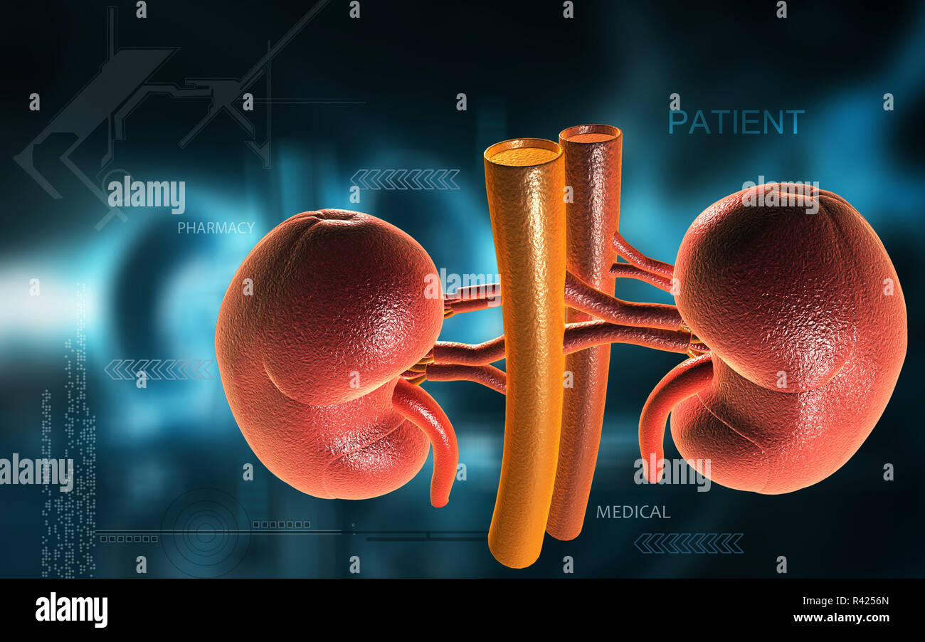 Kidney cortex hi-res stock photography and images - Alamy