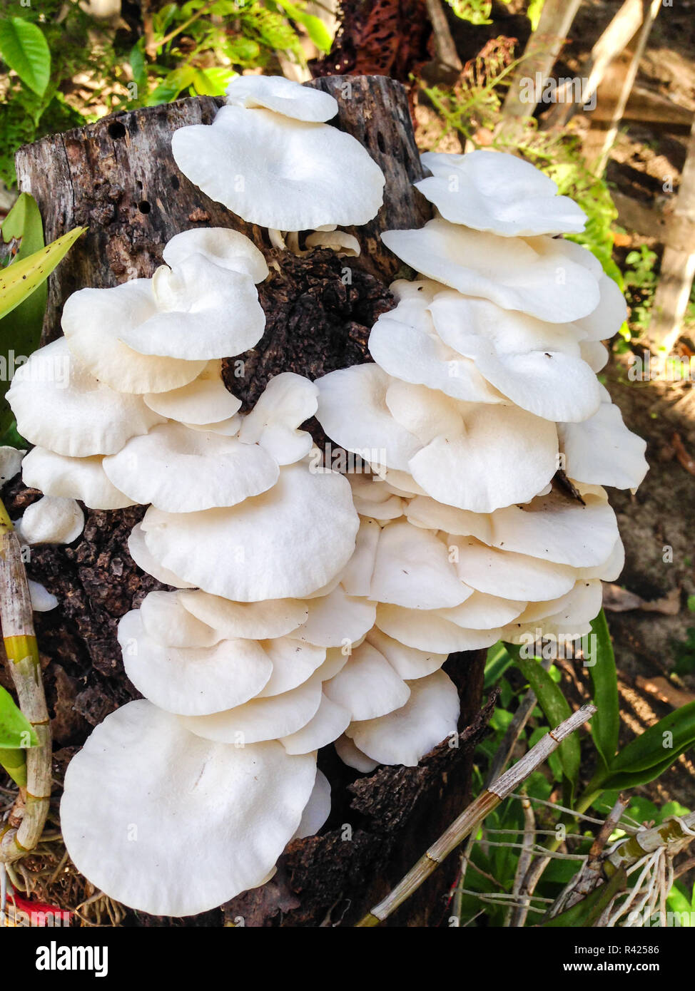 mushroom on mango tree Stock Photo - Alamy
