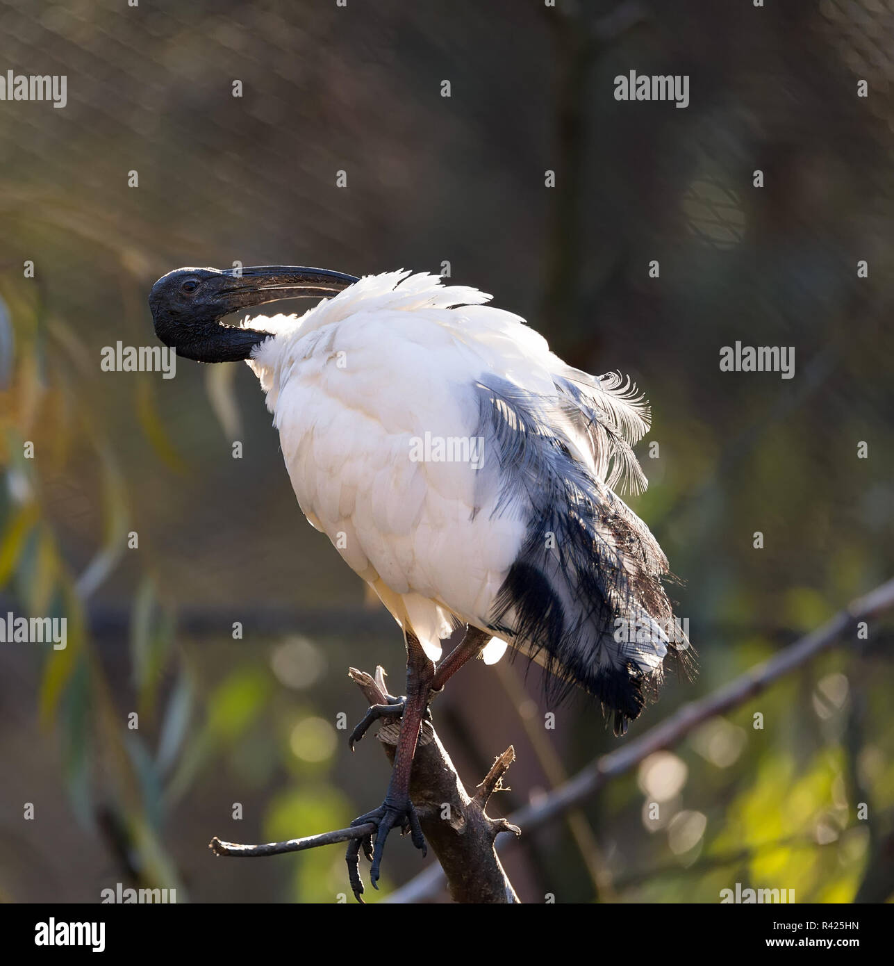 Holy Ibis Stock Photos & Holy Ibis Stock Images - Alamy