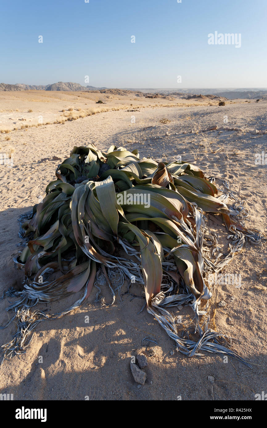 Welwitschia mirabilis, Amazing desert plant Stock Photo - Alamy
