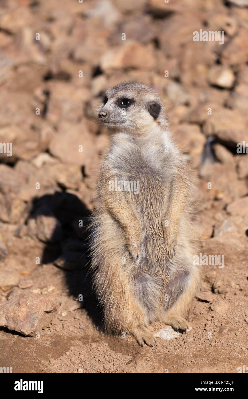 female of meerkat or suricate Stock Photo - Alamy