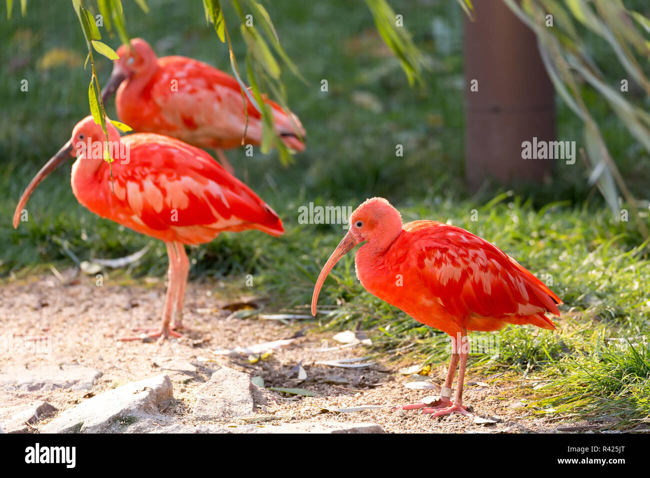Scarlet ibis (Eudocimus ruber Stock Photo - Alamy