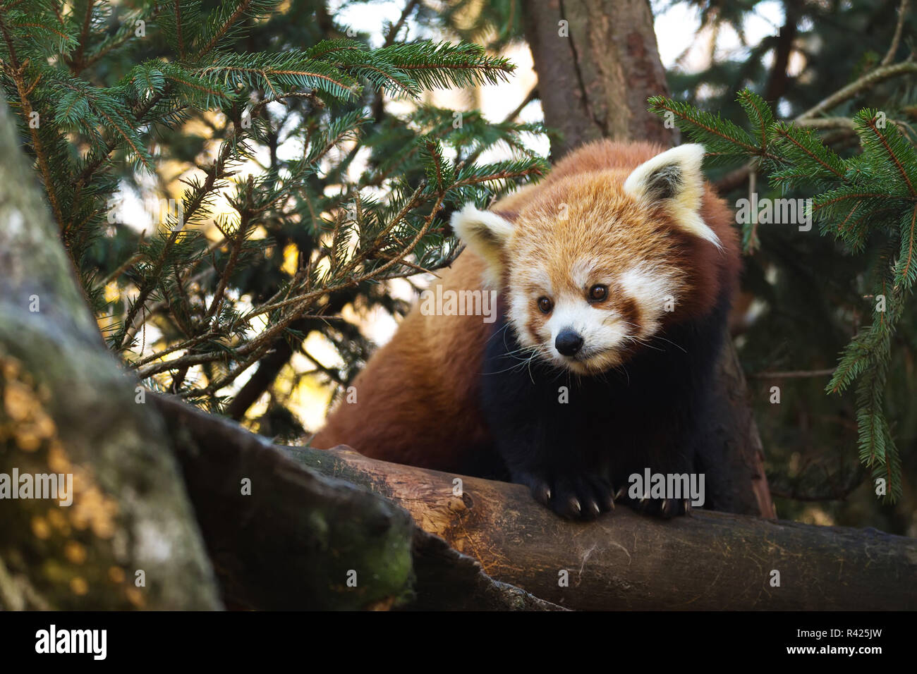 Red panda (Ailurus fulgens Stock Photo - Alamy