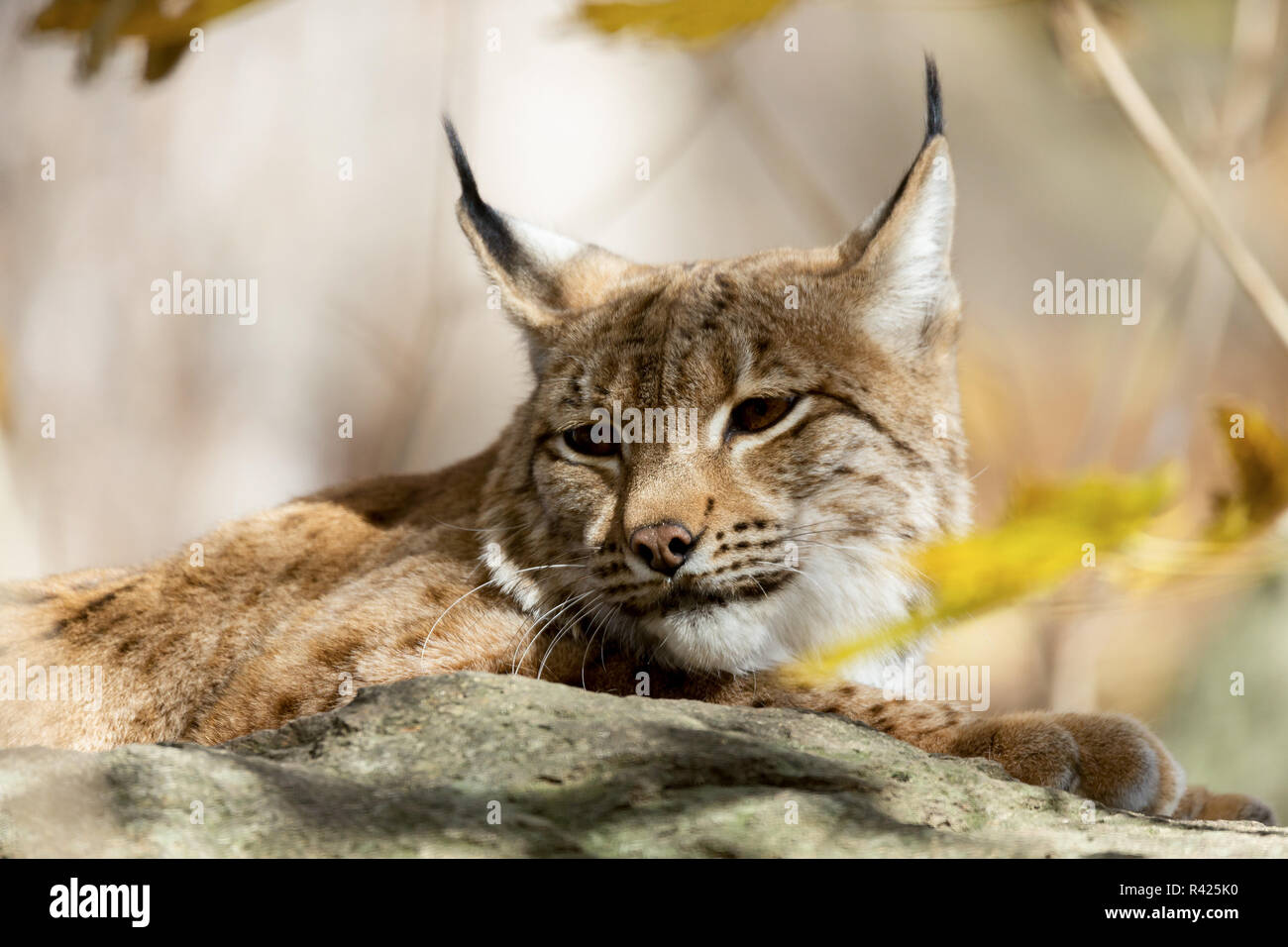 Portrait furry eurasian lynx hi-res stock photography and images - Alamy