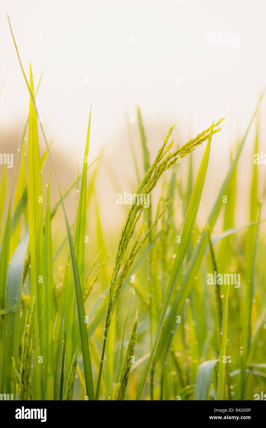 Grain garden park outdoor sun season green green garden light hi-res ...