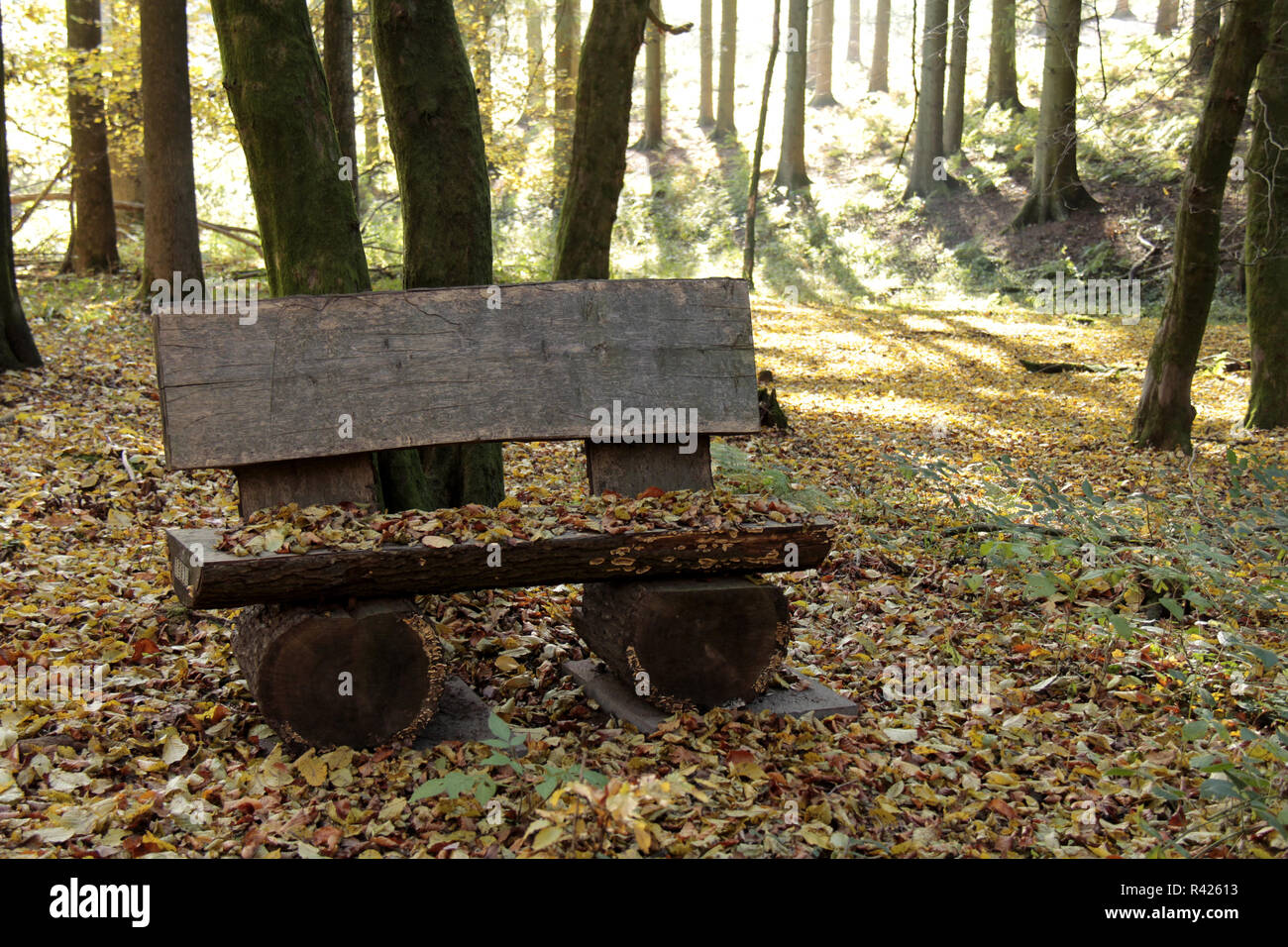 autumnal beech forest with bench to rest Stock Photo - Alamy