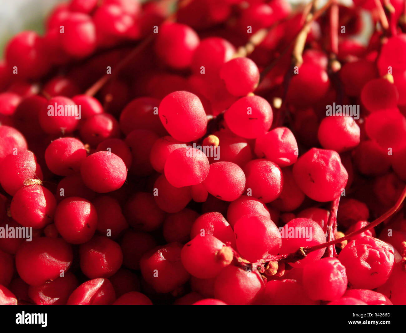 Fructus Schisandrae High Resolution Stock Photography and Images - Alamy