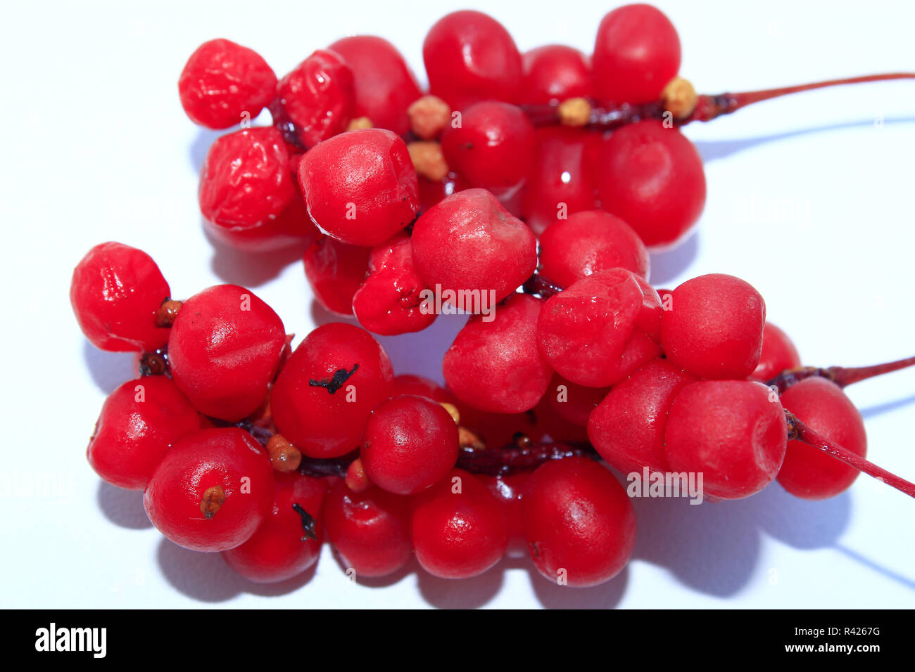 Fructus schisandrae hi-res stock photography and images - Alamy
