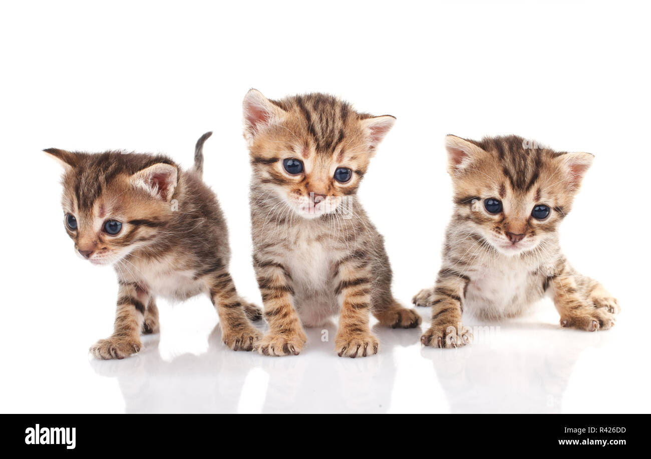 beautiful tabby kittens Stock Photo - Alamy