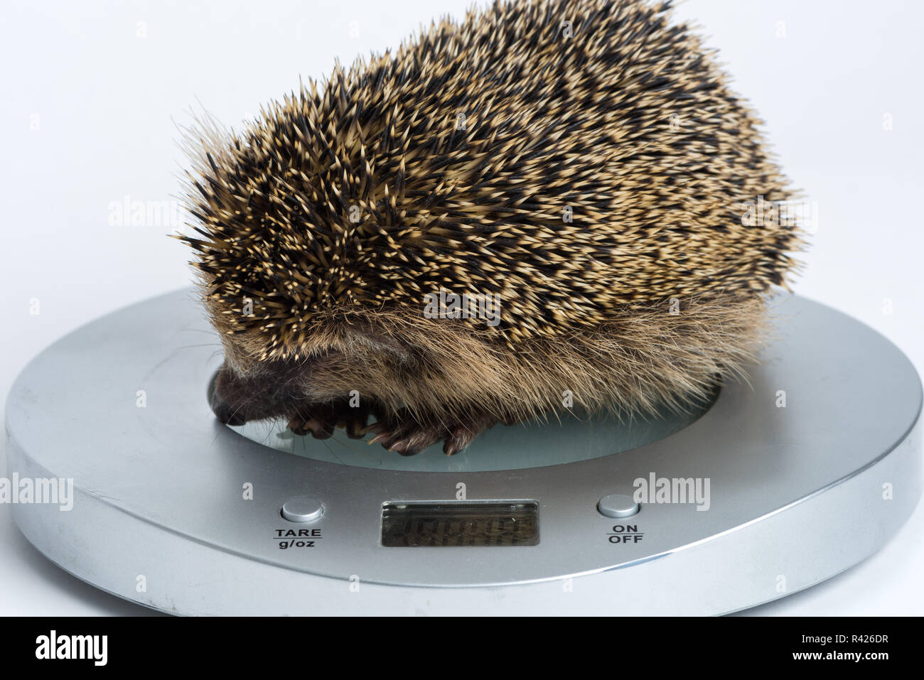 Little Hedgehog sitting on a scale Stock Photo - Alamy