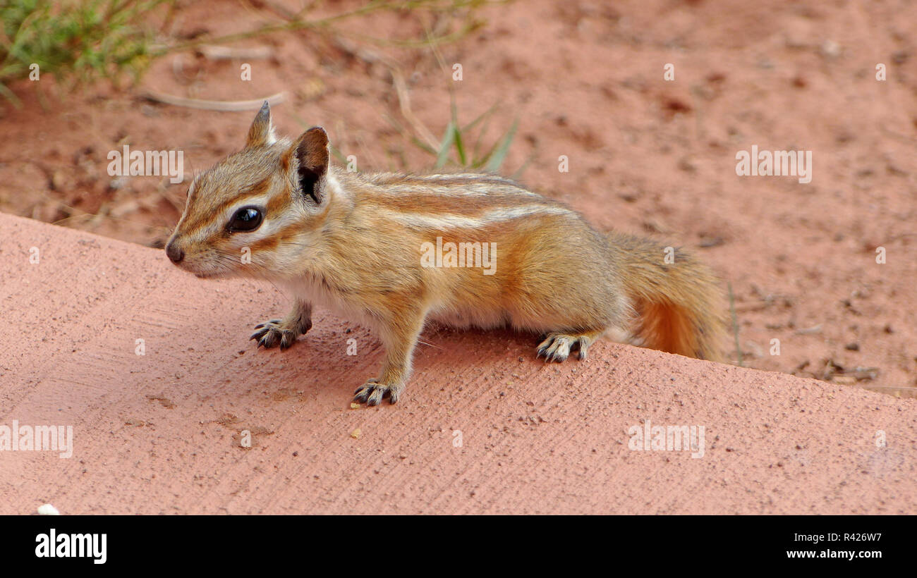 Reddish brown animal hi-res stock photography and images - Alamy