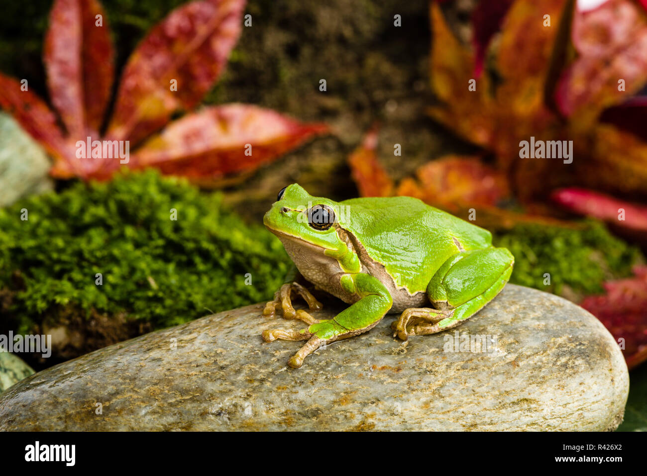 European green tree frog lurking for prey in natural environment Stock ...