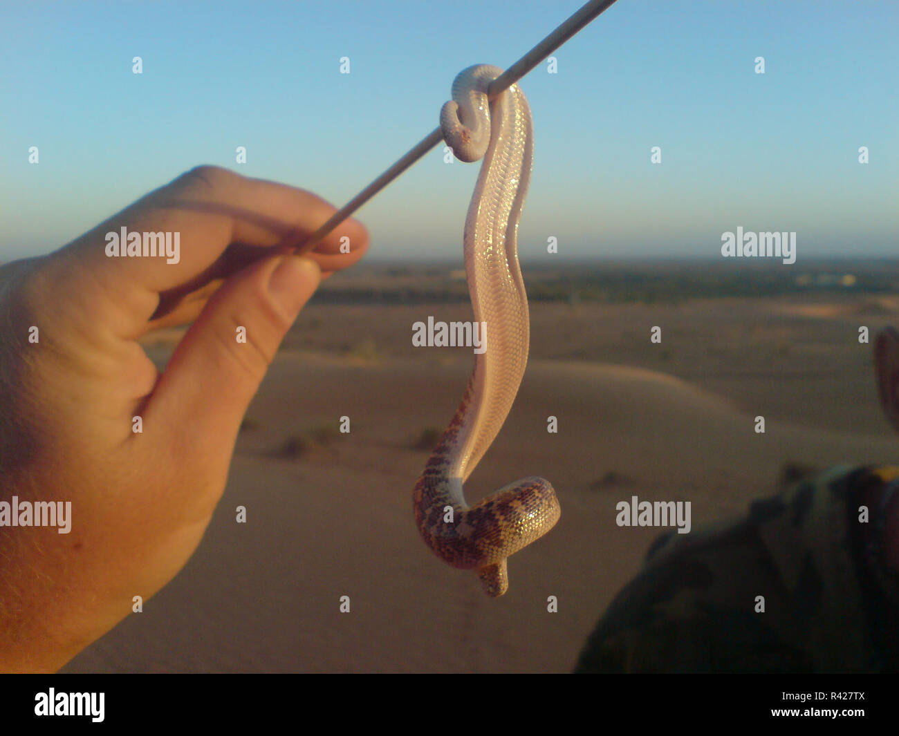 Snake on a stick hi-res stock photography and images - Alamy