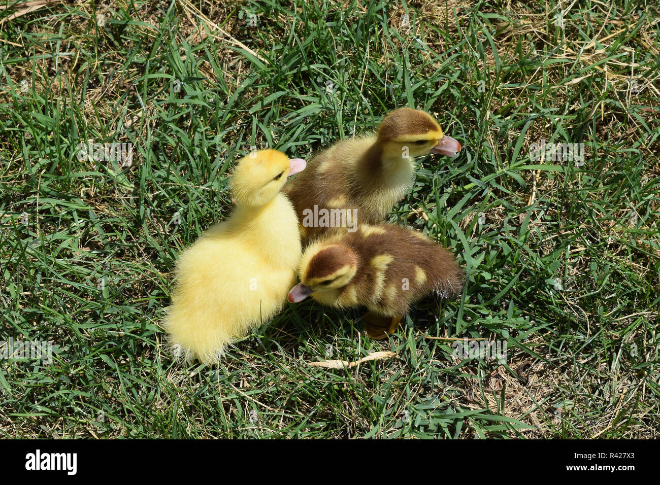 Ducklings of a musky duck Stock Photo - Alamy