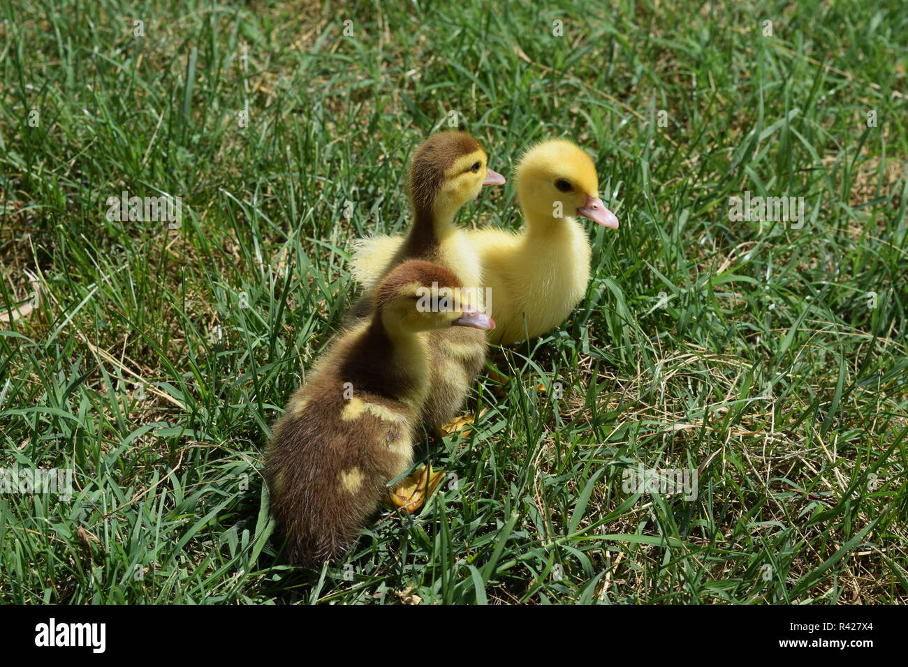 Ducklings of a musky duck Stock Photo - Alamy