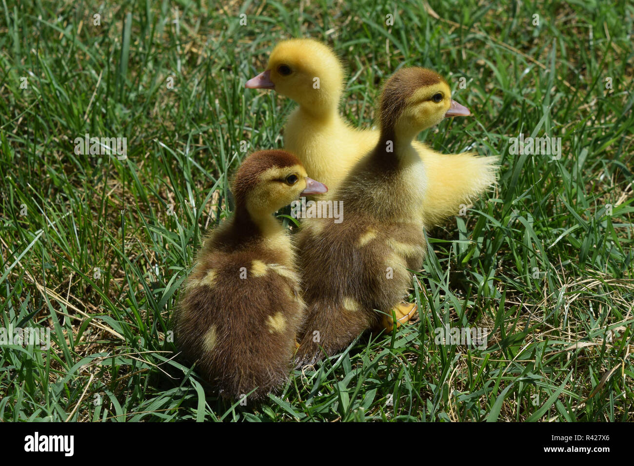 Ducklings of a musky duck Stock Photo - Alamy