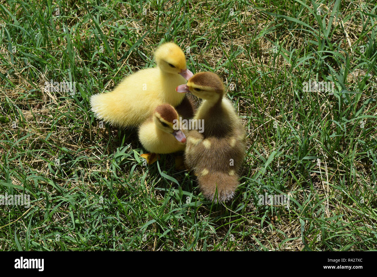 Ducklings of a musky duck Stock Photo - Alamy