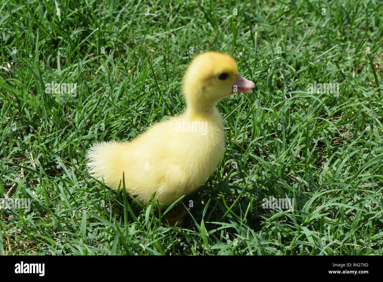 Ducklings of a musky duck Stock Photo - Alamy