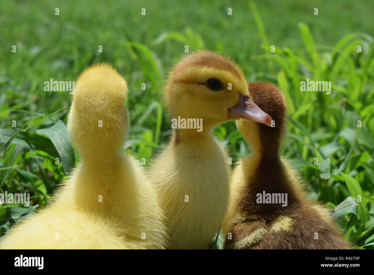 Ducklings of a musky duck Stock Photo - Alamy