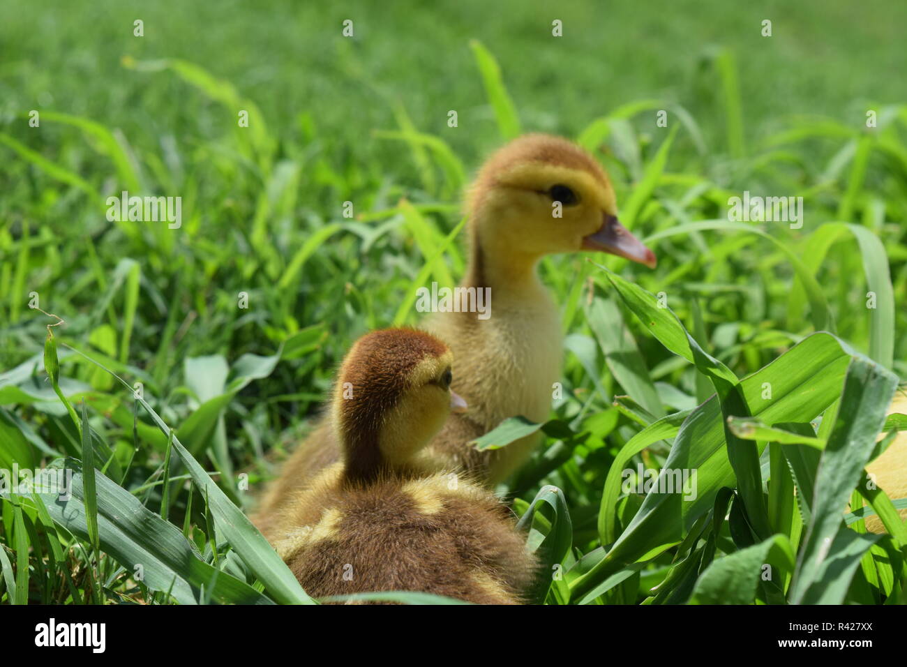 Ducklings of a musky duck Stock Photo - Alamy