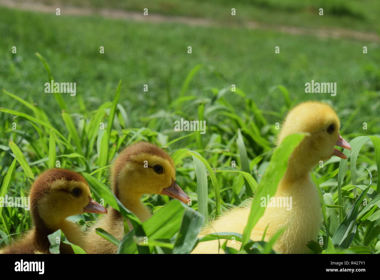 Ducklings of a musky duck Stock Photo - Alamy
