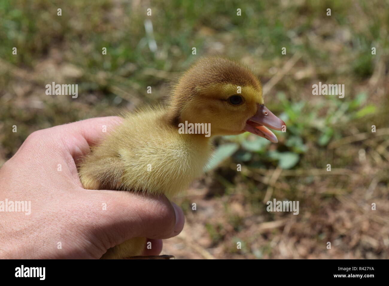 Caring for ducklings hi-res stock photography and images - Alamy
