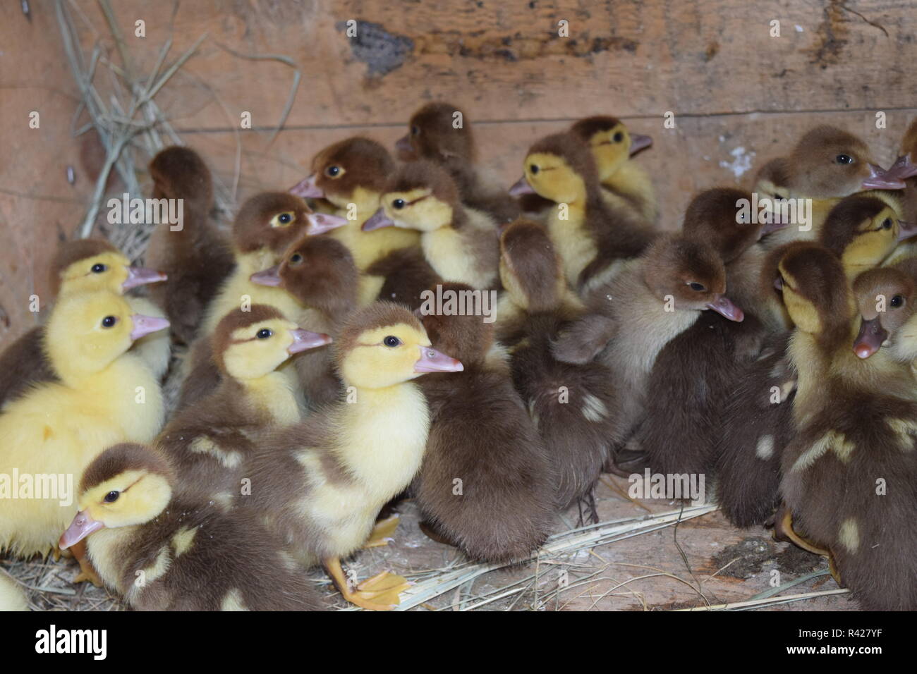 Ducklings of a musky duck Stock Photo - Alamy