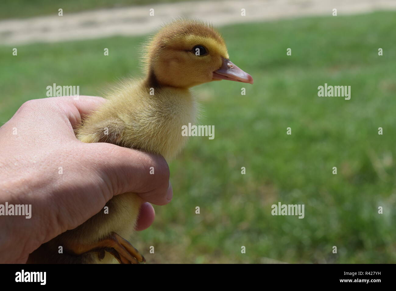 Farm ducklings grass eating hi-res stock photography and images - Alamy