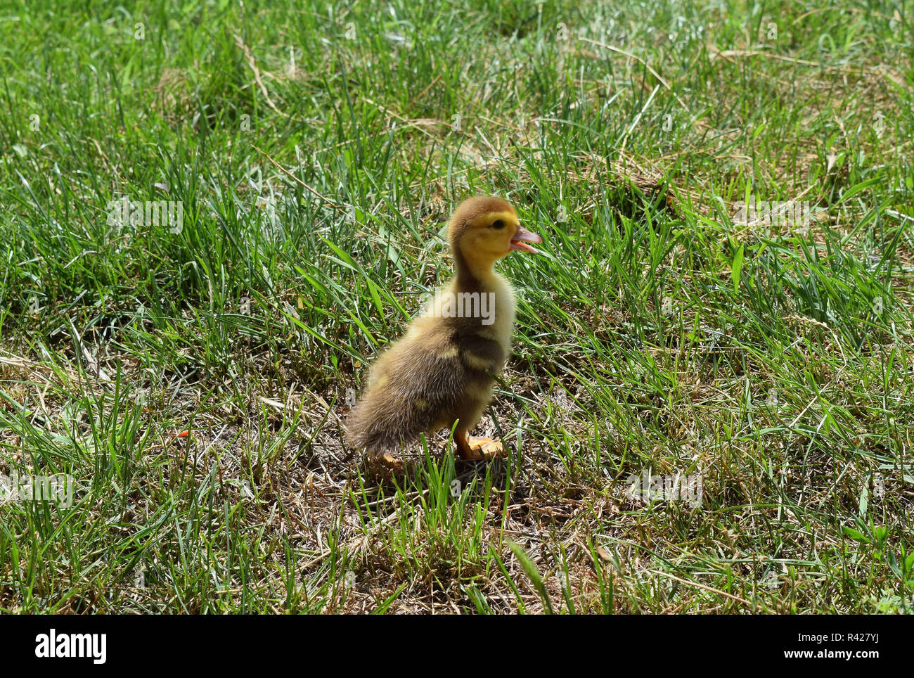 Ducklings of a musky duck Stock Photo - Alamy