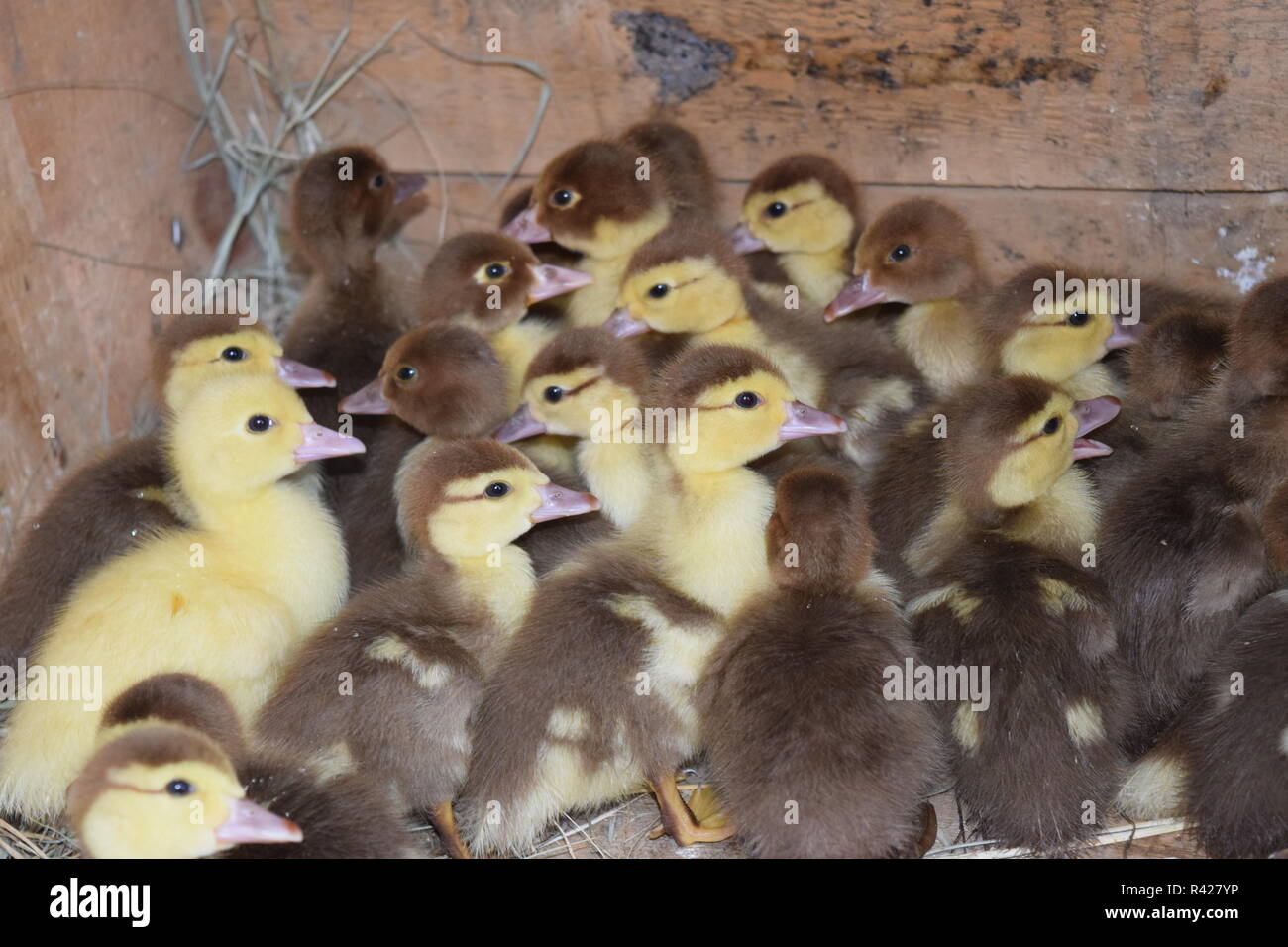 Ducklings of a musky duck Stock Photo - Alamy