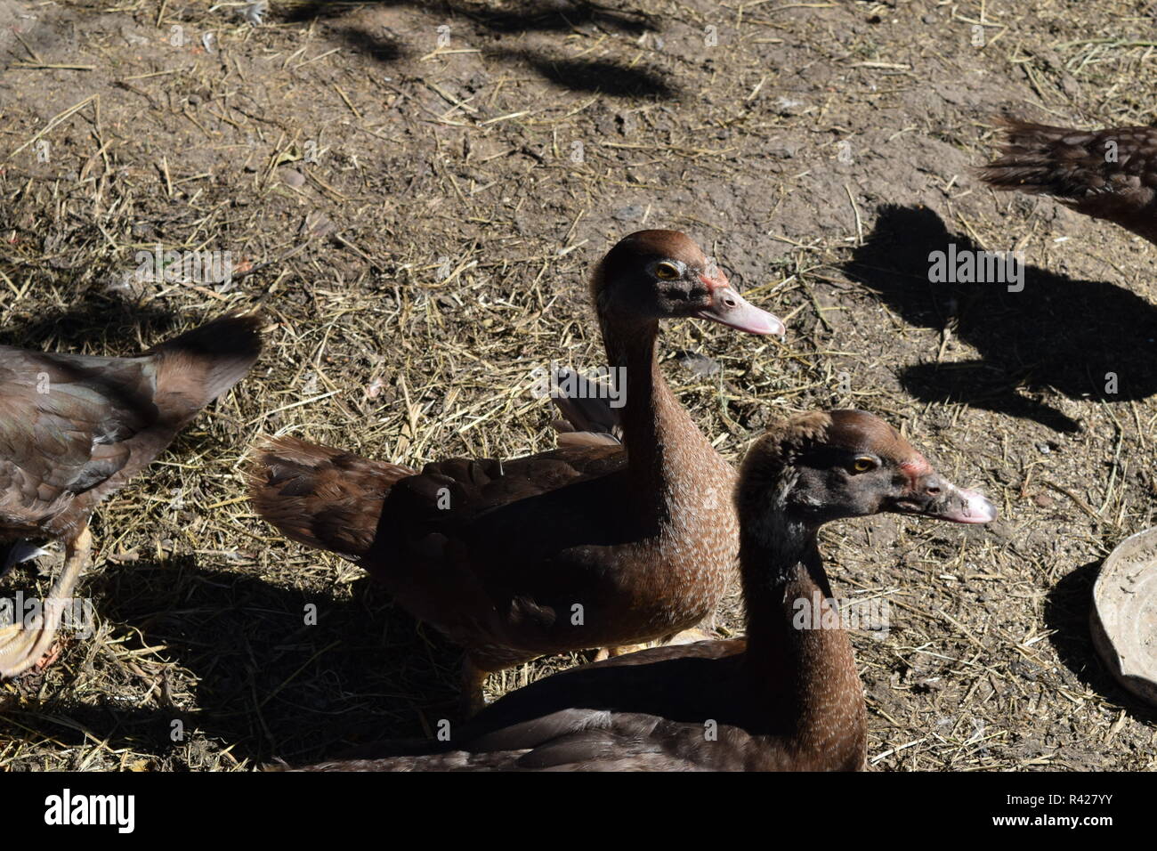 The musky duck Stock Photo - Alamy
