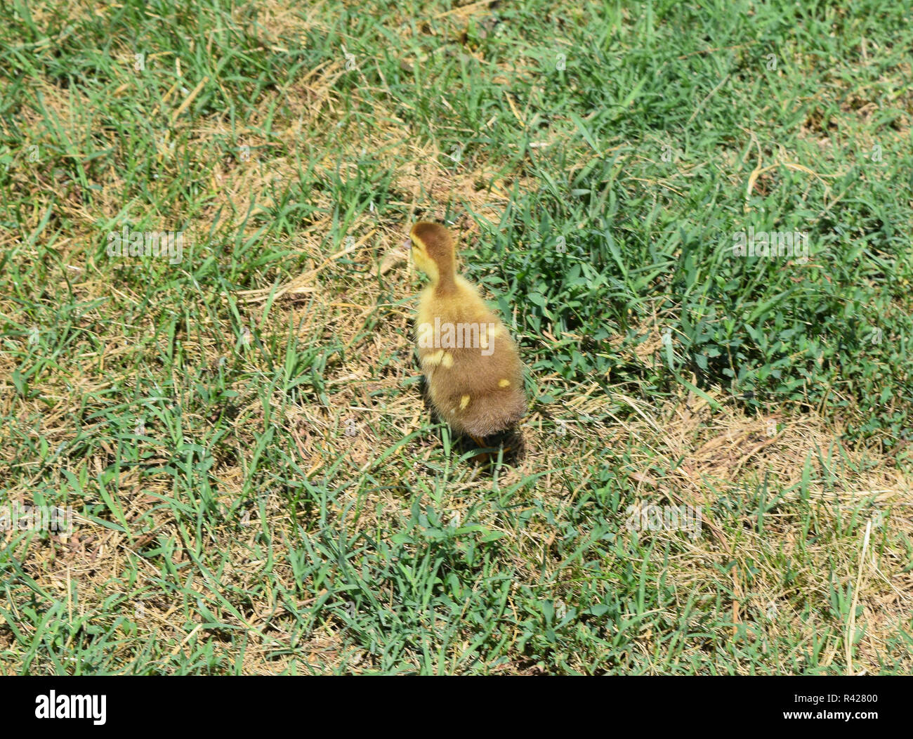 Ducklings of a musky duck Stock Photo - Alamy