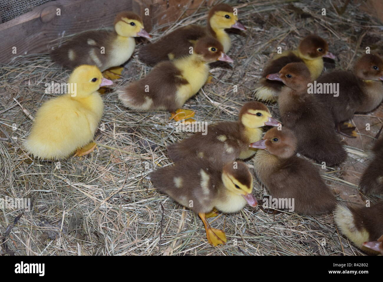 Ducklings of a musky duck Stock Photo - Alamy