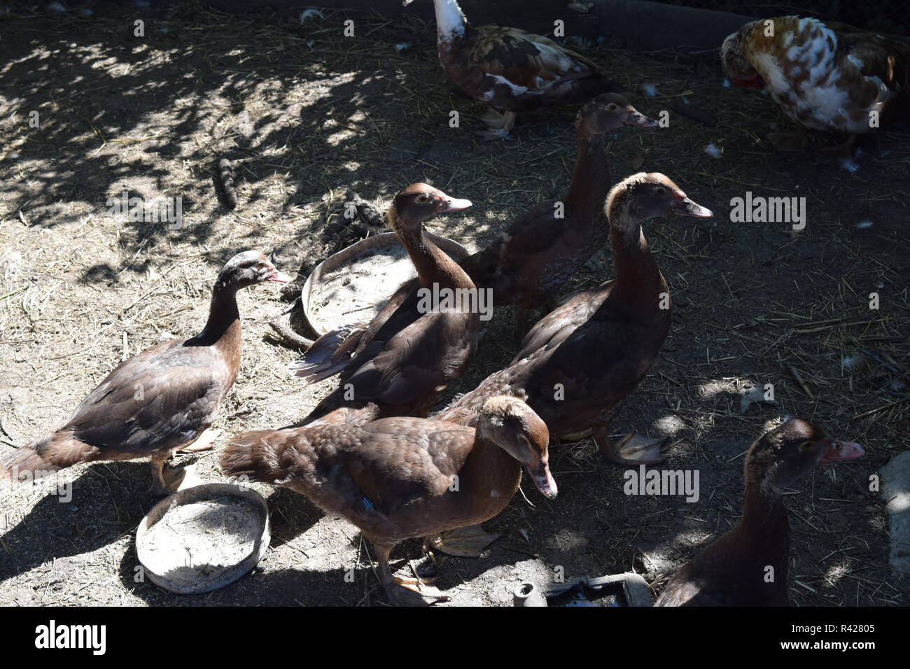 The musky duck Stock Photo - Alamy