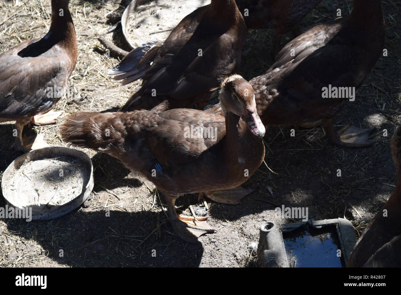 The musky duck Stock Photo - Alamy