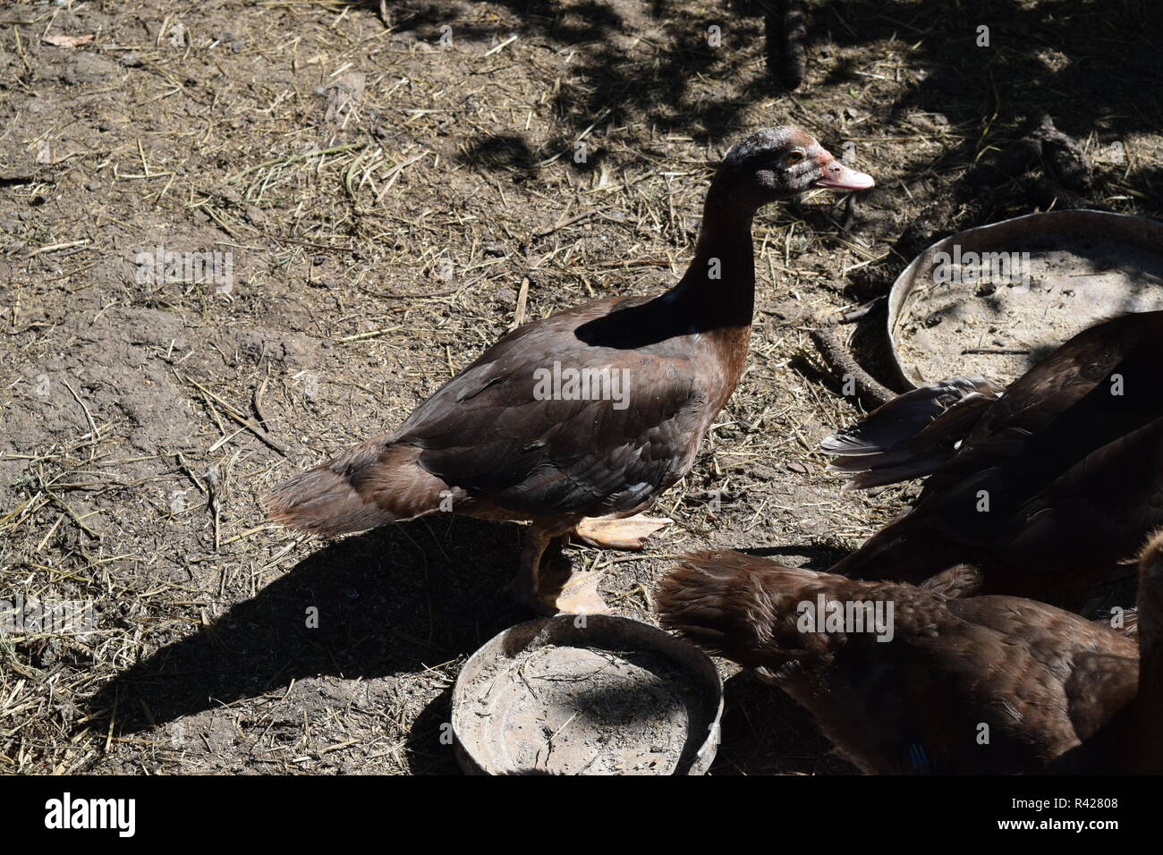 The musky duck Stock Photo - Alamy