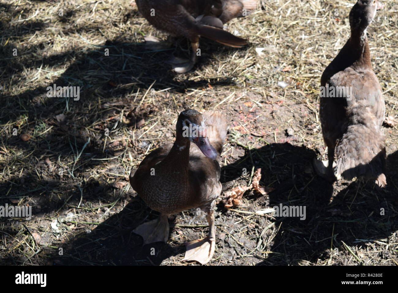 The musky duck Stock Photo - Alamy