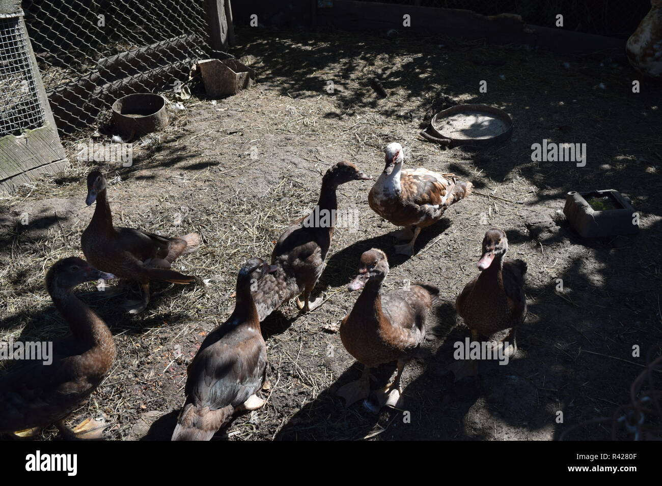 The musky duck Stock Photo - Alamy