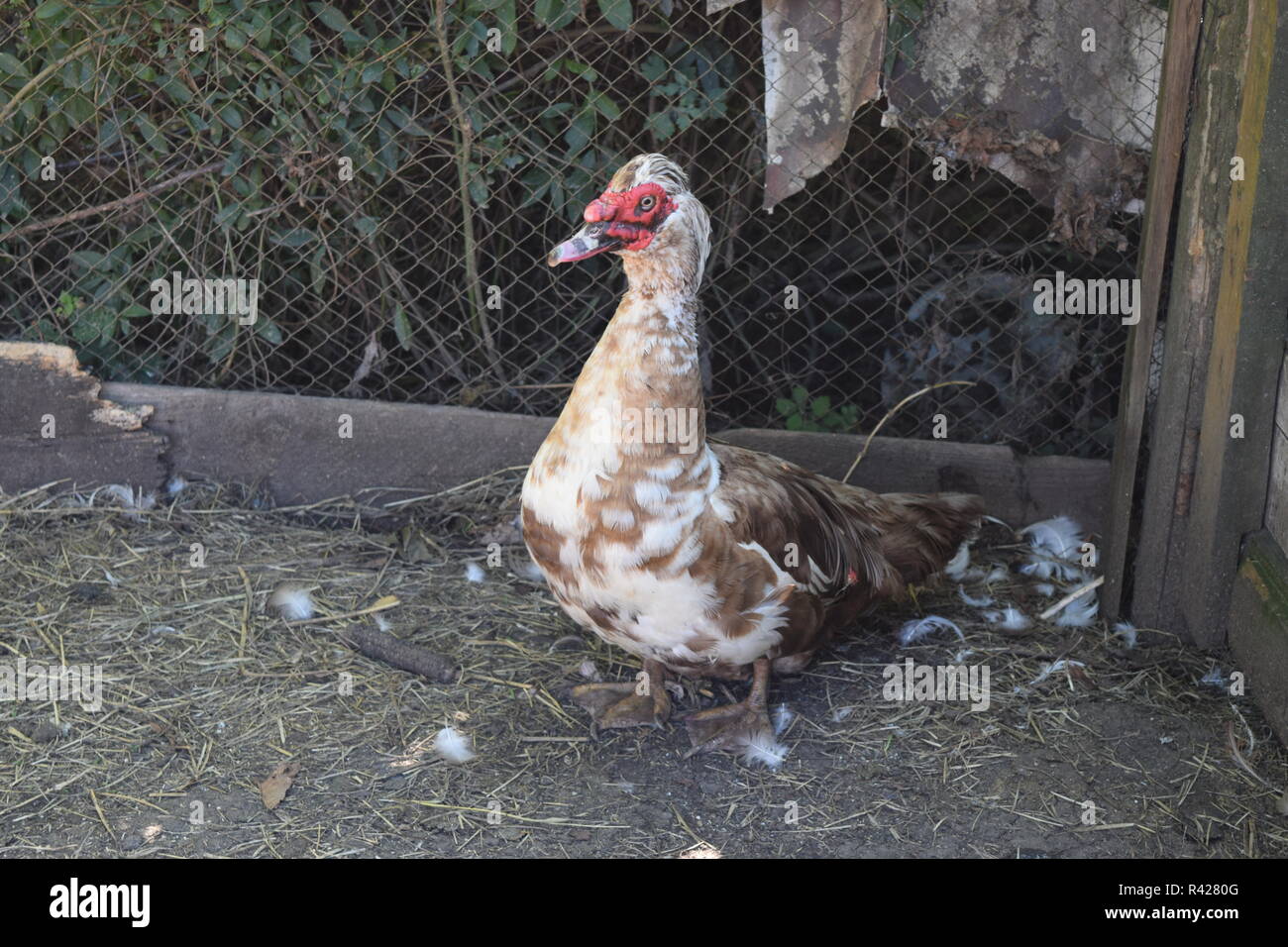 Radiant duck hi-res stock photography and images - Alamy