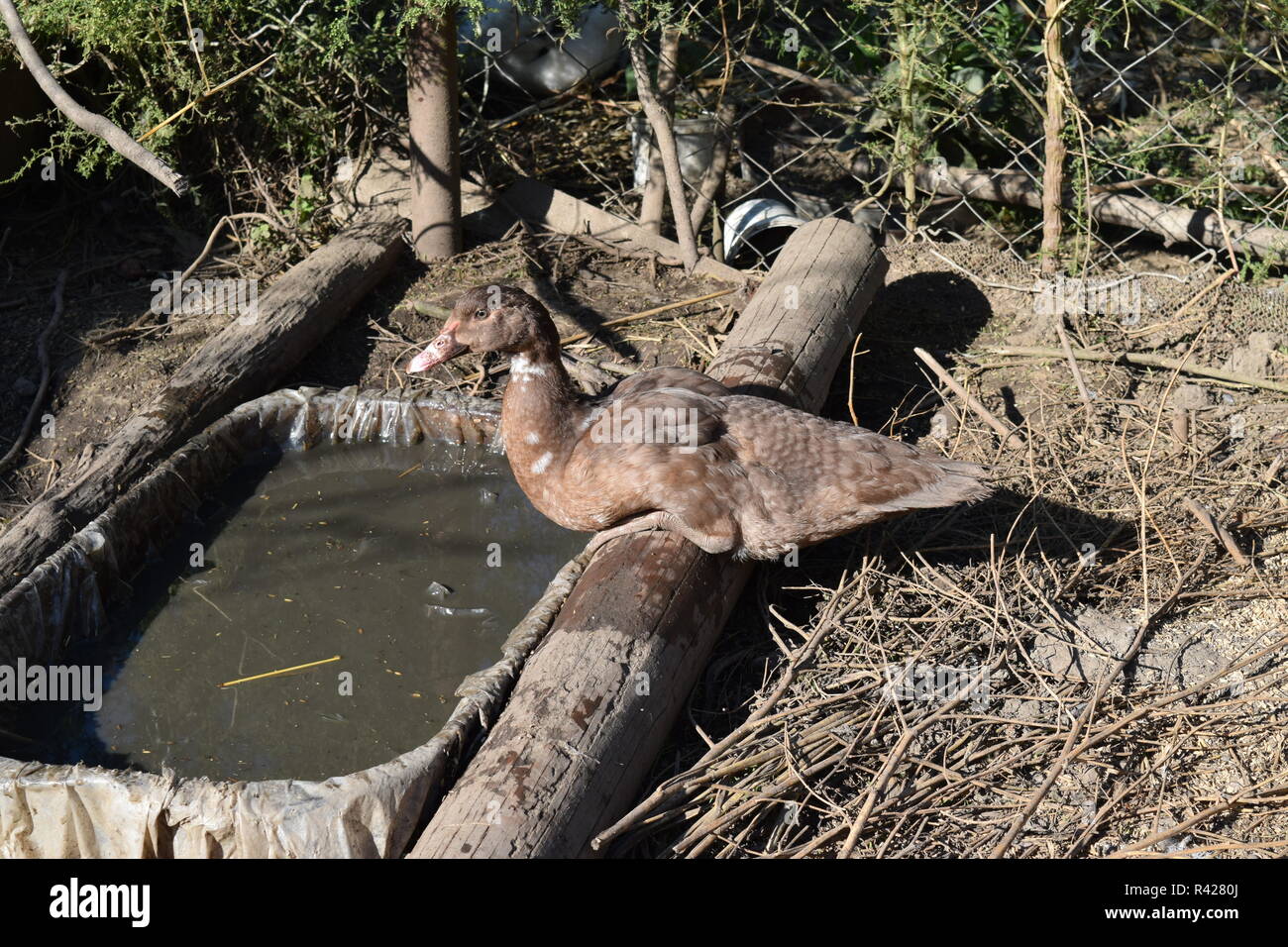 The musky duck Stock Photo - Alamy