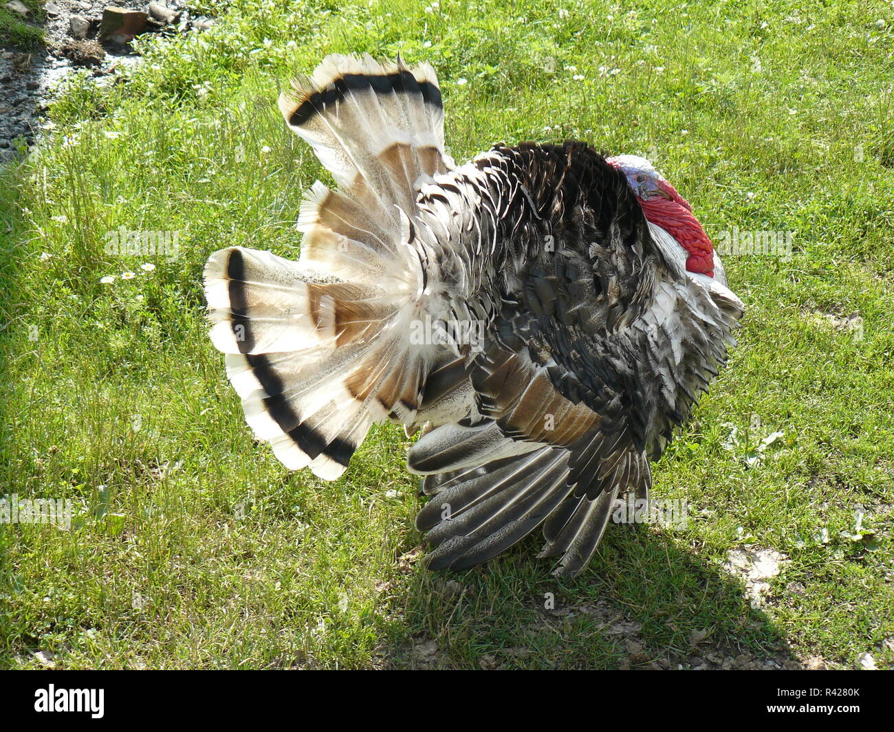 Female turkey with beard hi-res stock photography and images - Alamy