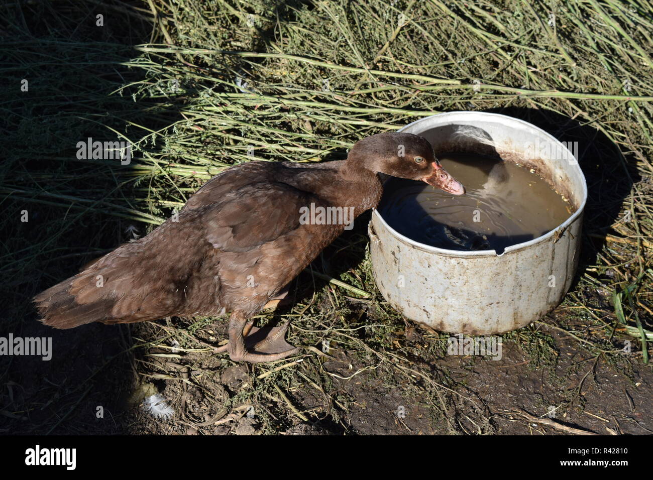 The musky duck Stock Photo - Alamy
