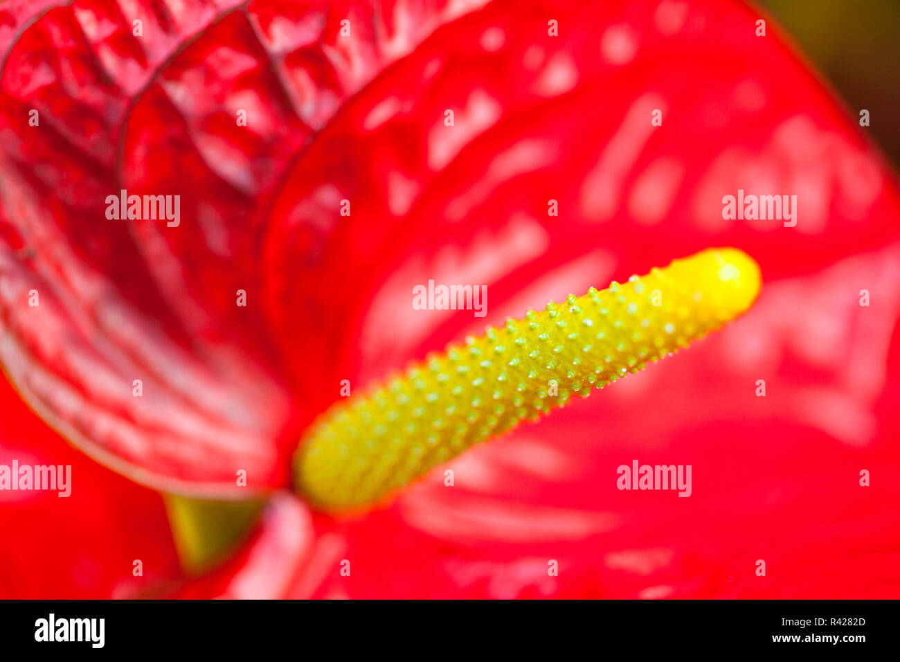 Close up arum leaves hi-res stock photography and images - Alamy