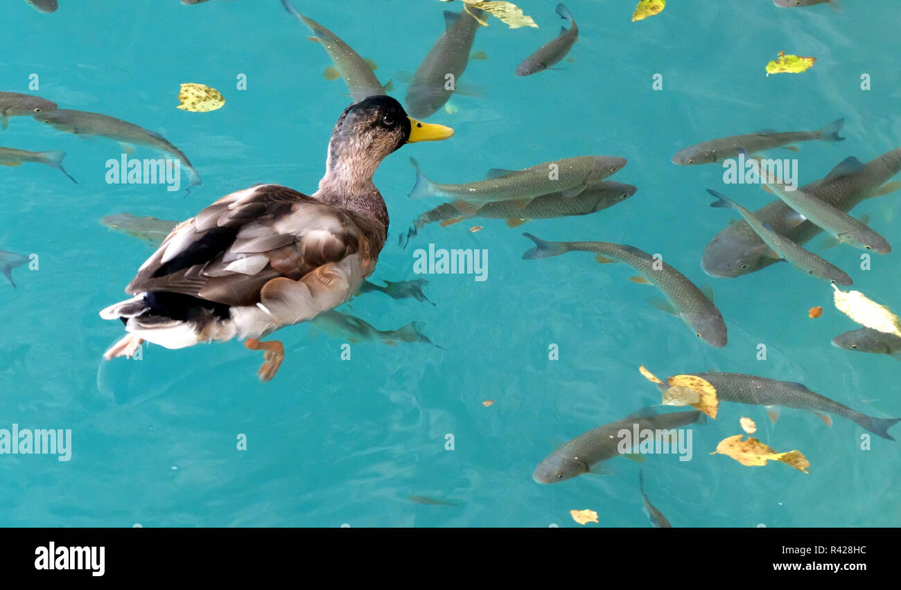 duck and fish Stock Photo - Alamy