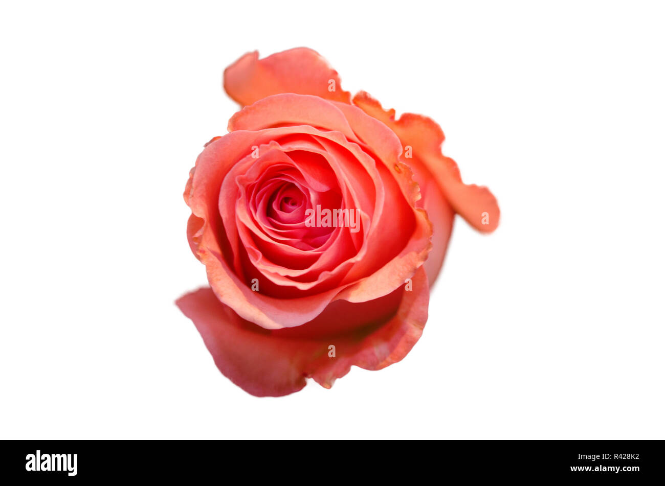 Wet rose Cut Out Stock Images & Pictures - Alamy