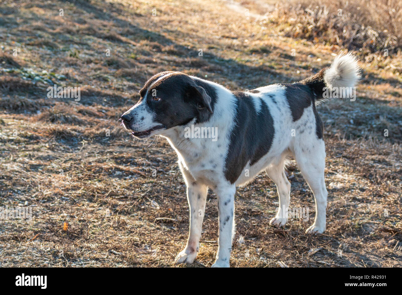 Street DogA stray village dog in the fall Stock Photo - Alamy
