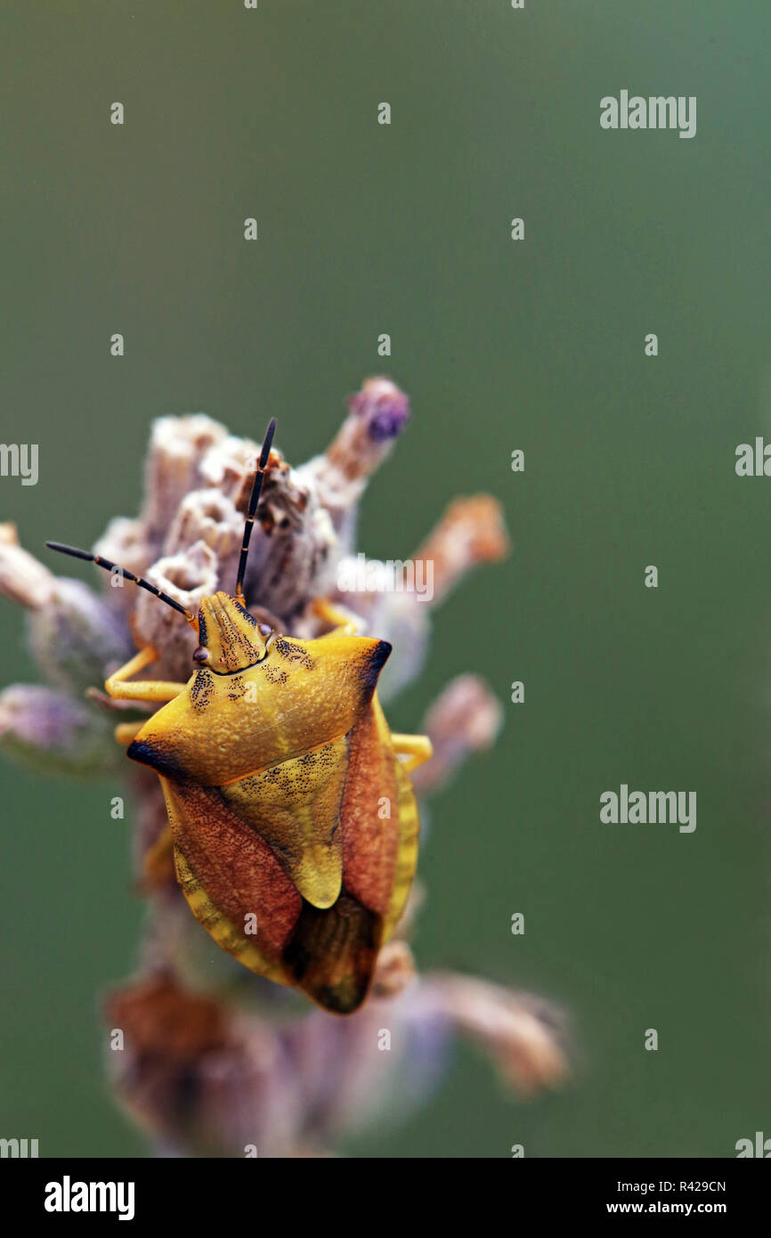 northern fruit bug carpocoris fuscispinus Stock Photo - Alamy