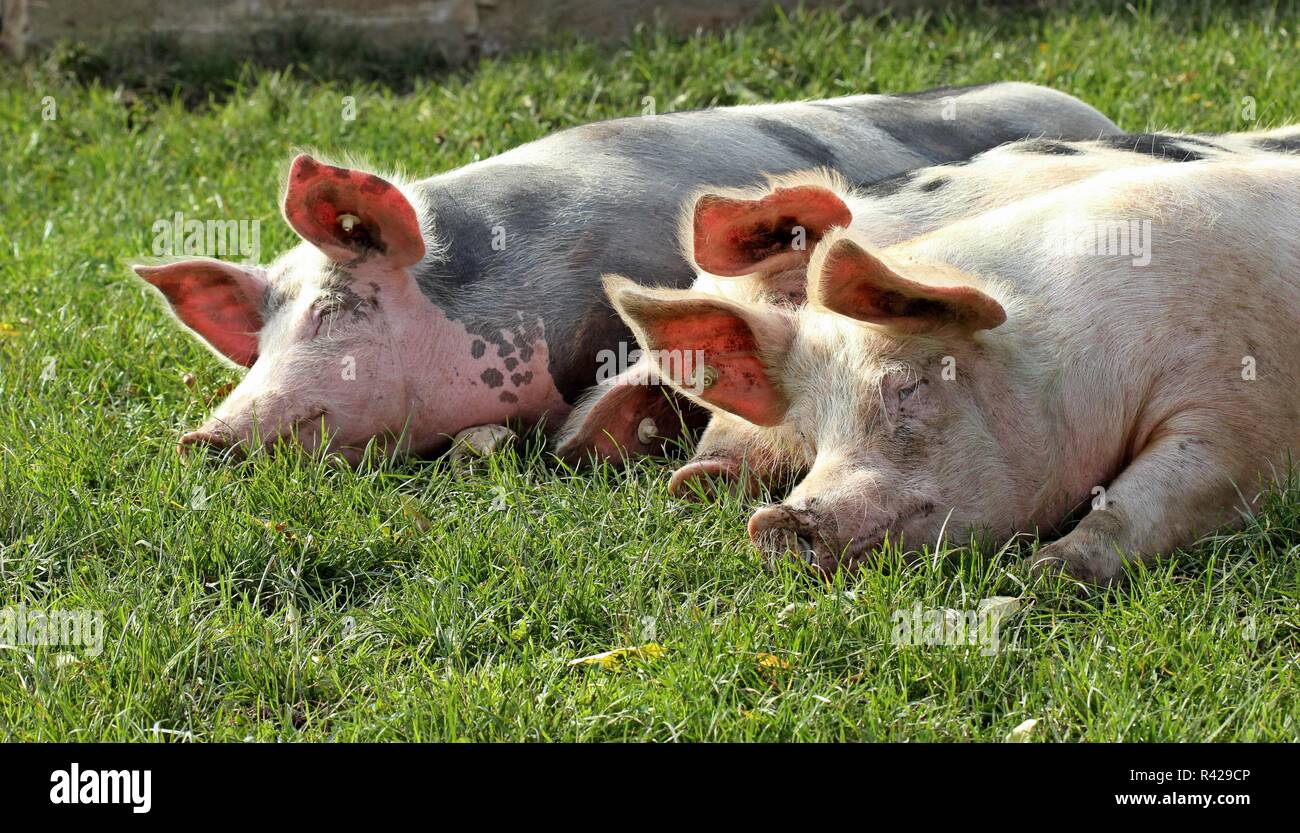 three sleeping grazing pigs Stock Photo - Alamy