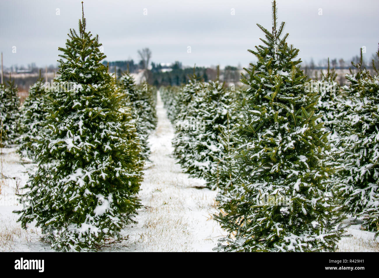 Wisconsin farm with mature Christmas trees in December Stock Photo - Alamy